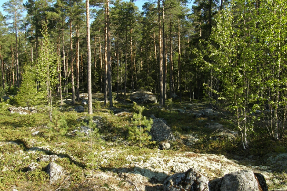 Kuiva kangasmetsä | Vaasa