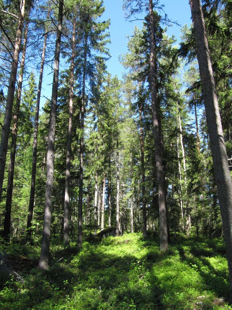 Tuore kangasmetsä | Vaasa