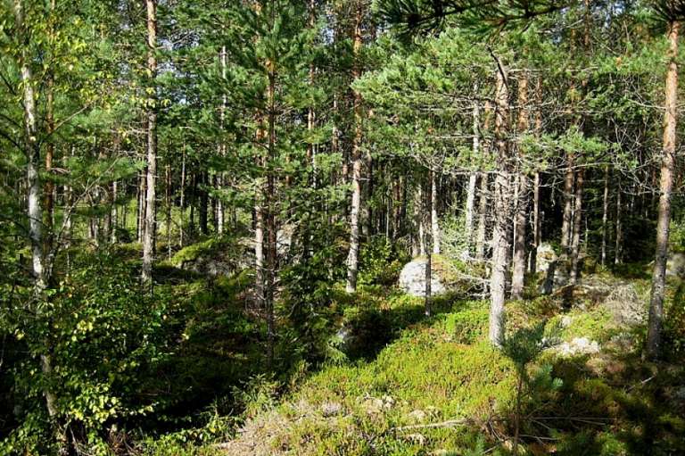 Torr moskog | Vaasa