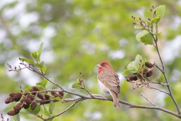 Common rosefinch | Vaasa