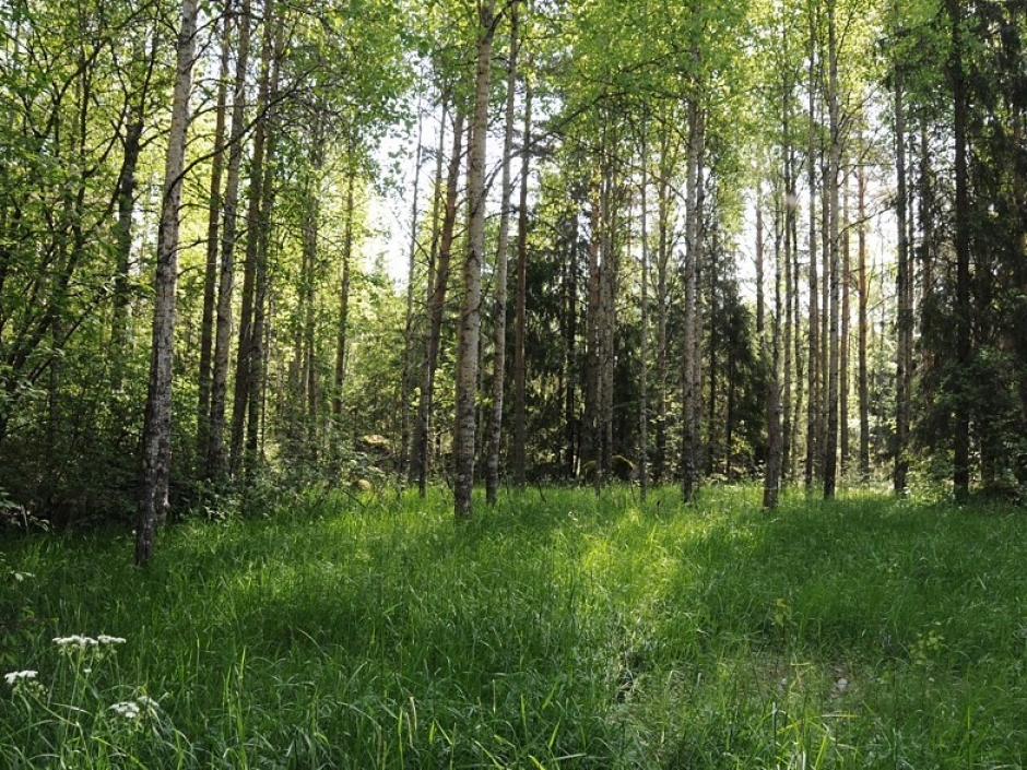 Vanha Vaasa | Vaasa