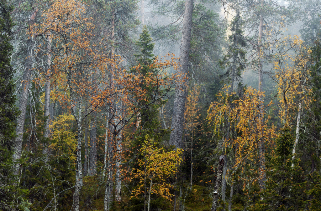 Defending forests for thirty years – Exhibition by photographers Ritva ...